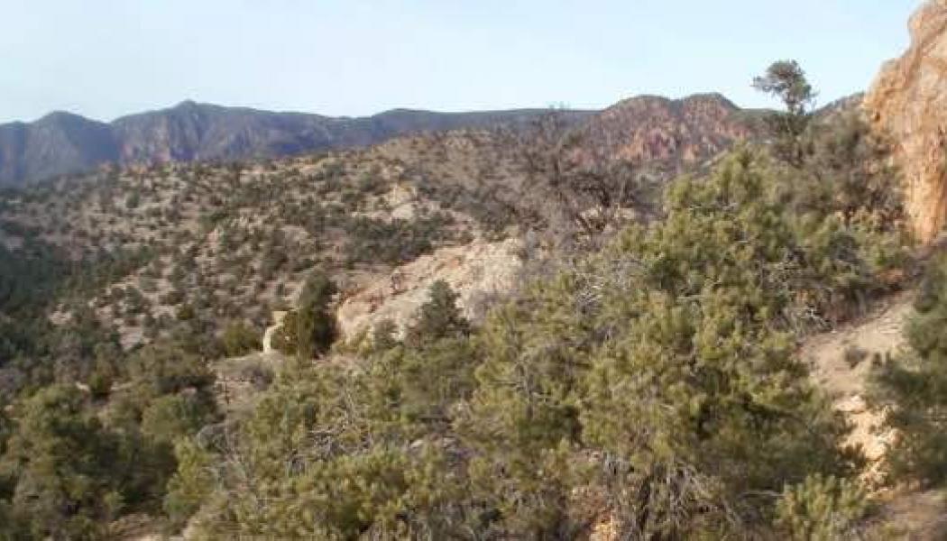 Miner to develop two gold projects this year | MININGMETALnews.com